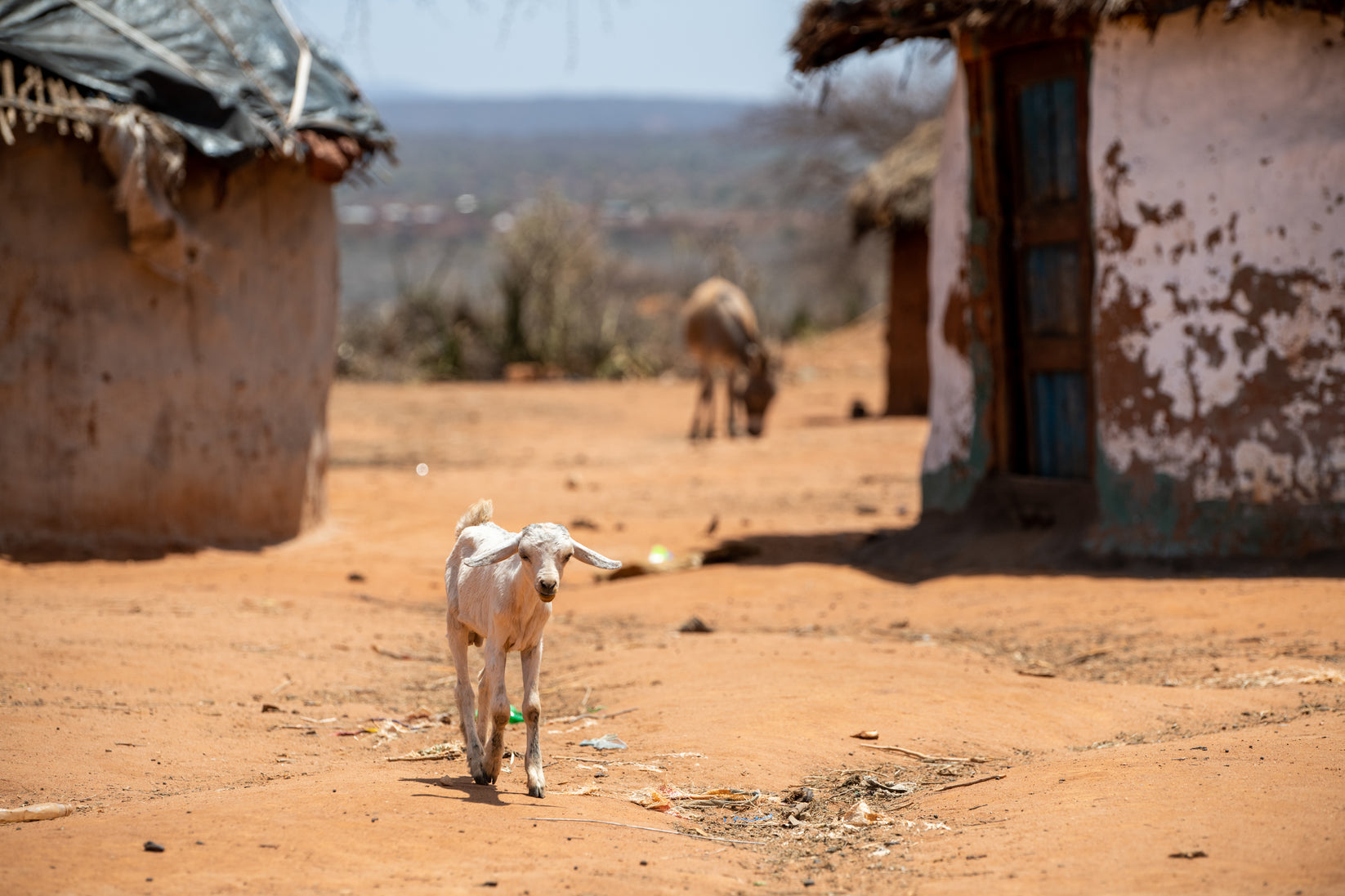 The goat that gives more: CAFOD charity gift for schools – CAFOD World ...
